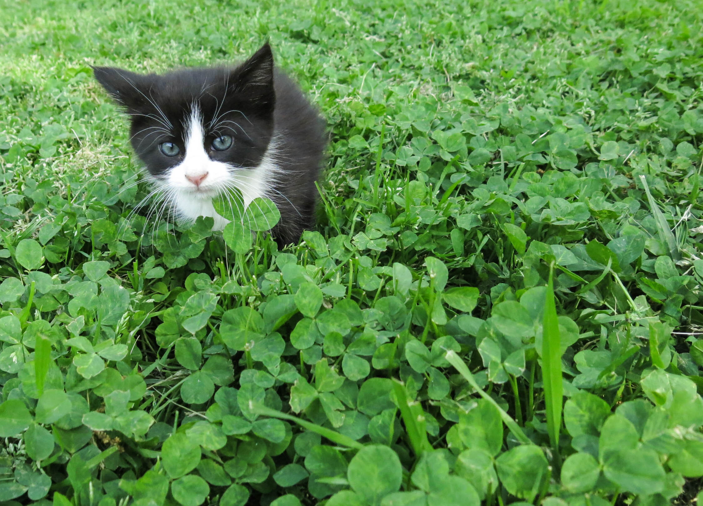 Upcoming Events — Kitten Lady