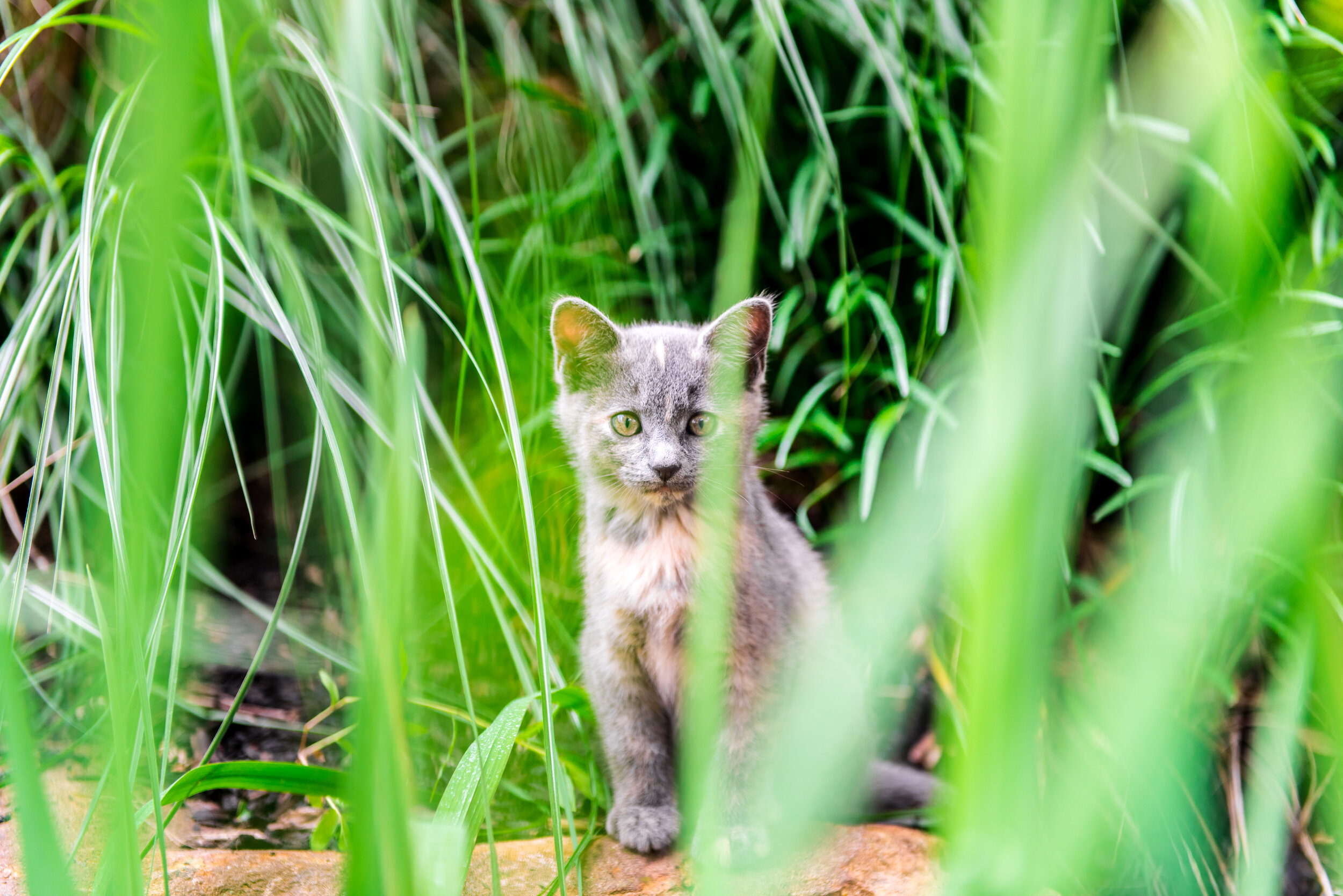 Upcoming Events — Kitten Lady