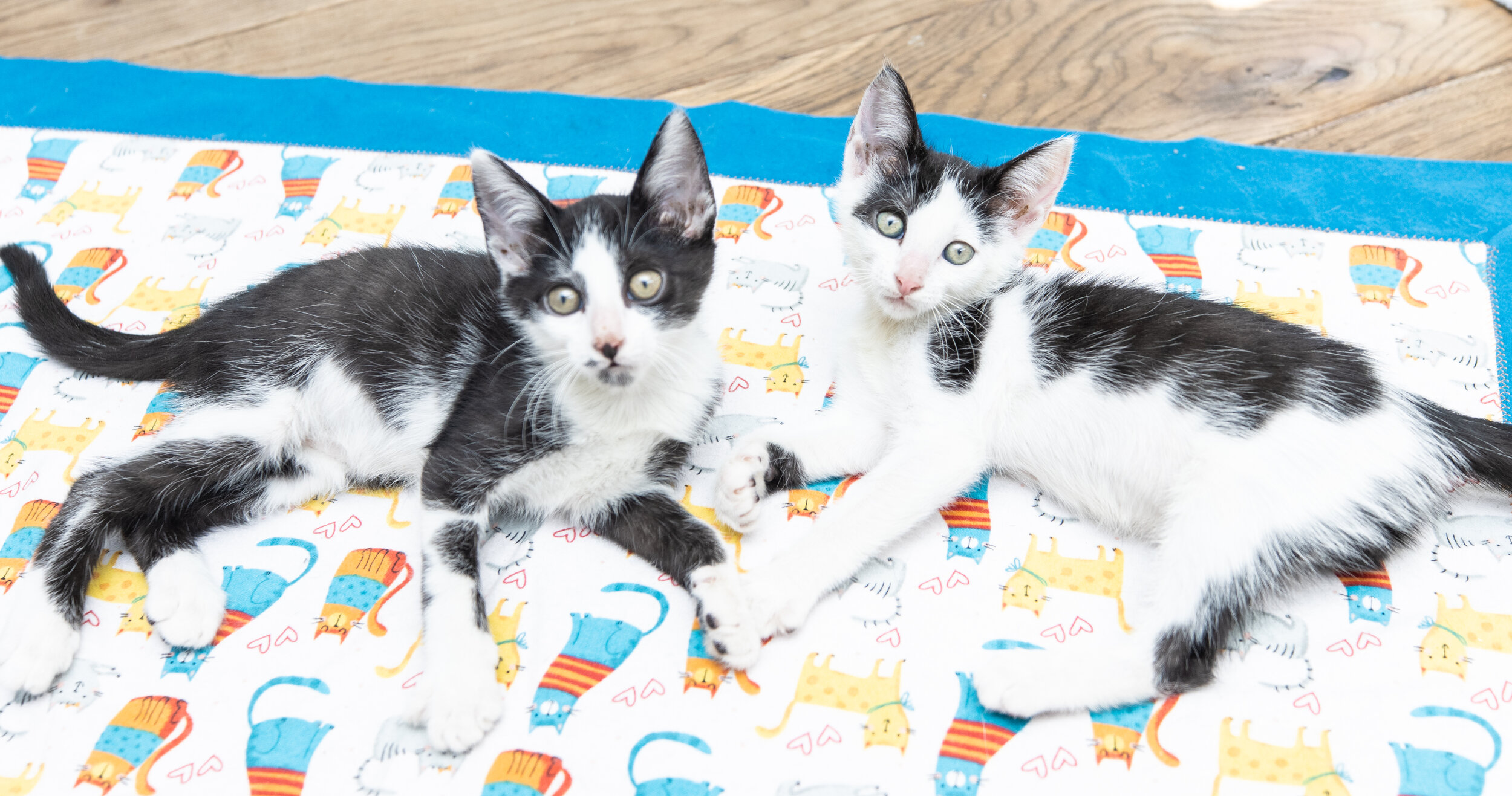 Limping Calici Kitten Lady Limping Calici Kitten Lady
