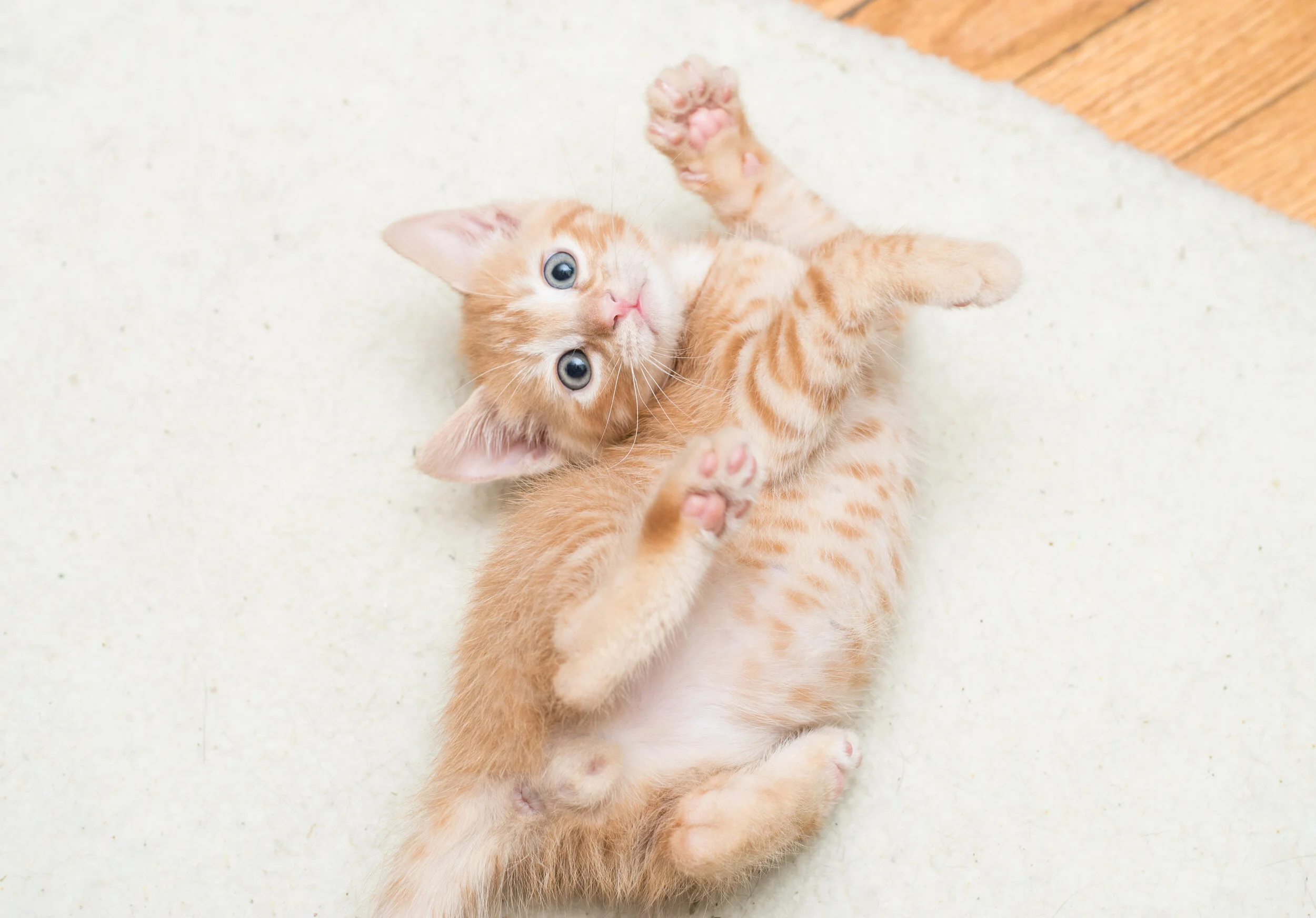 Upcoming Events — Kitten Lady