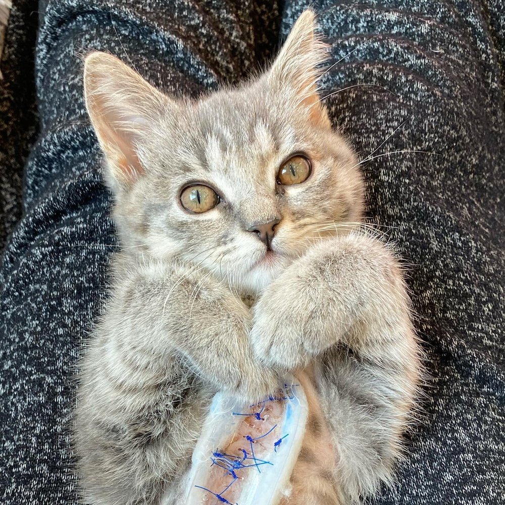 Pectus Excavatum in Kittens — Kitten Lady