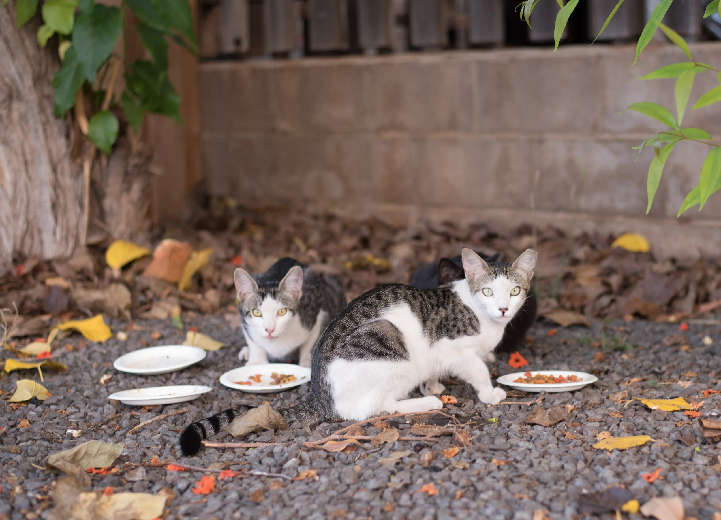 How to Socialize Feral Kittens — Kitten Lady
