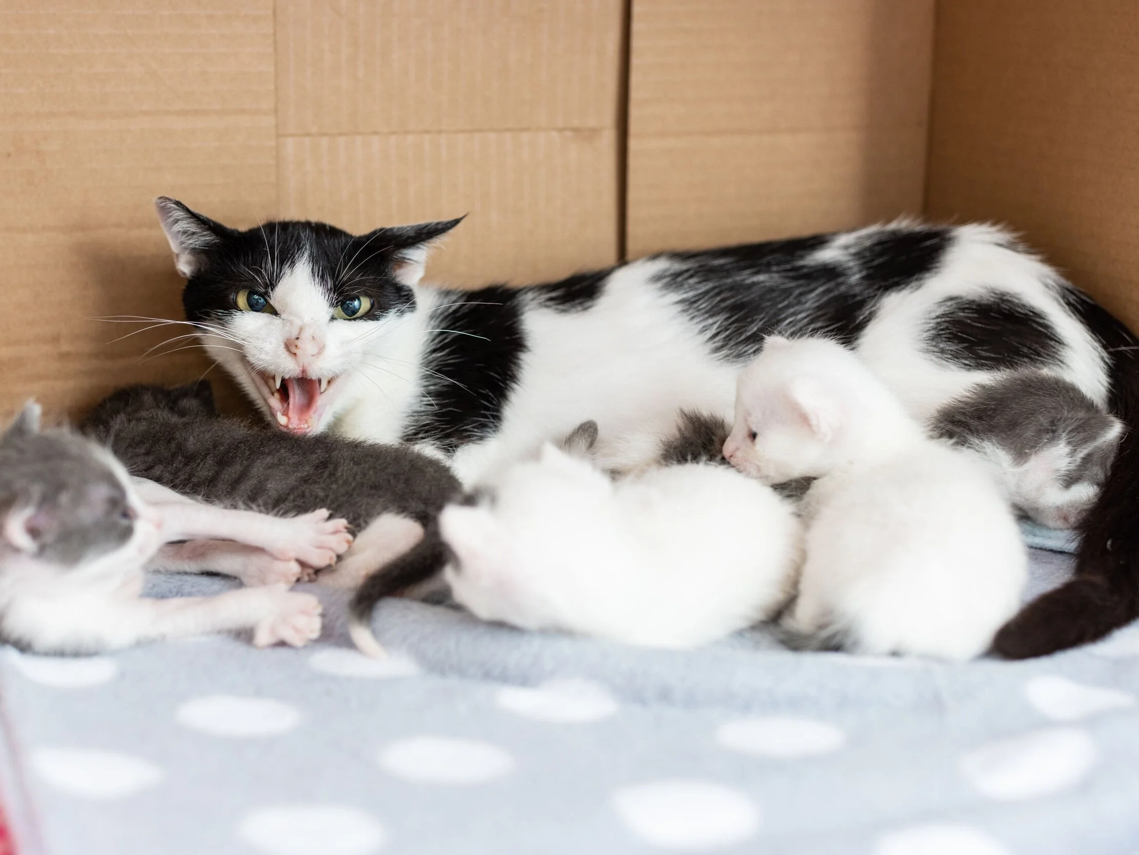 How to Socialize Feral Kittens — Kitten Lady
