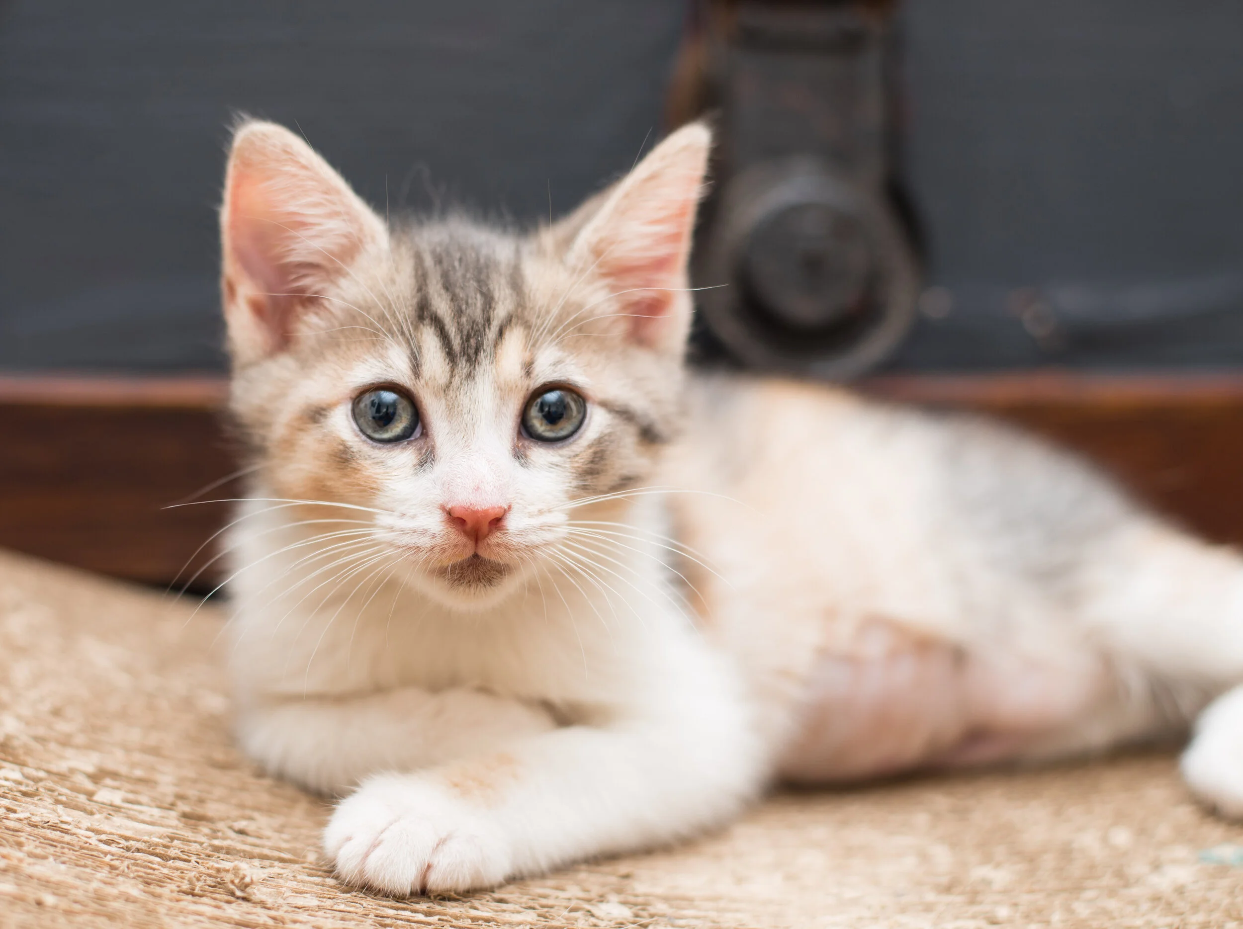 What to Do if a Kitten Tests FIV Positive — Kitten Lady