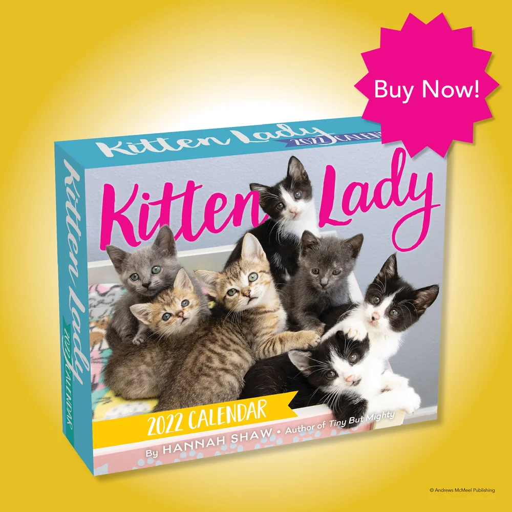 Day to Day Calendar — Kitten Lady