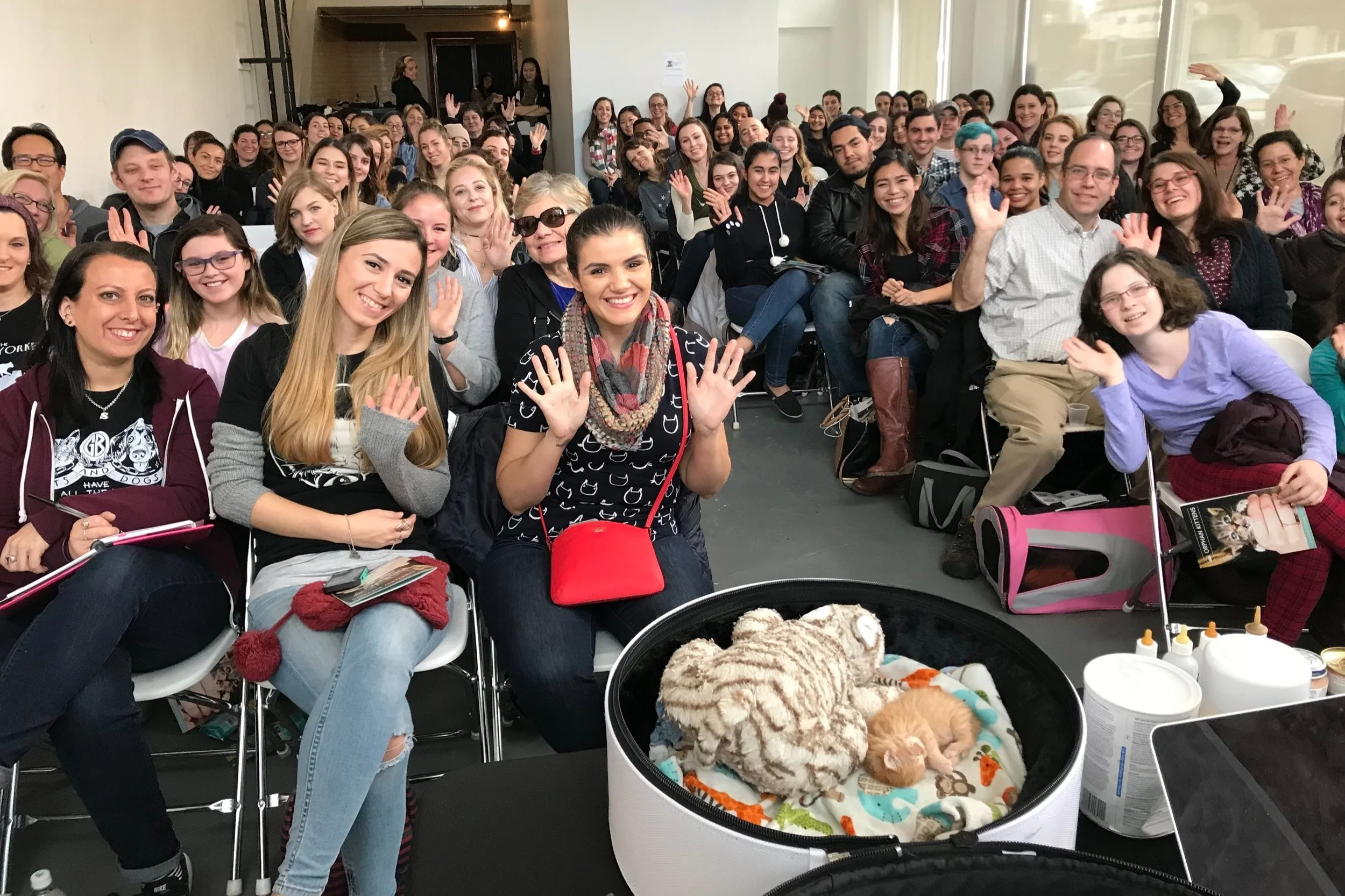 Kitten Lady Events — Kitten Lady