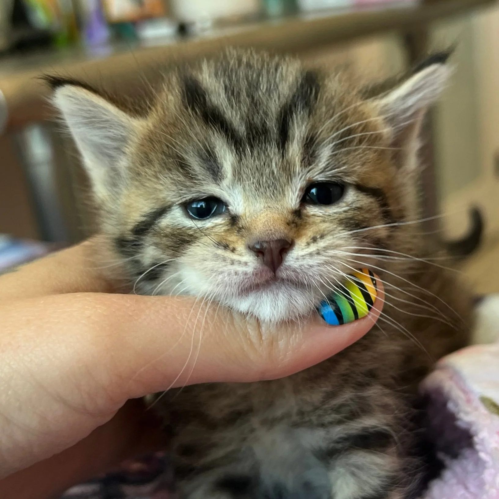 Caring for Cleft Palate Kittens — Kitten Lady