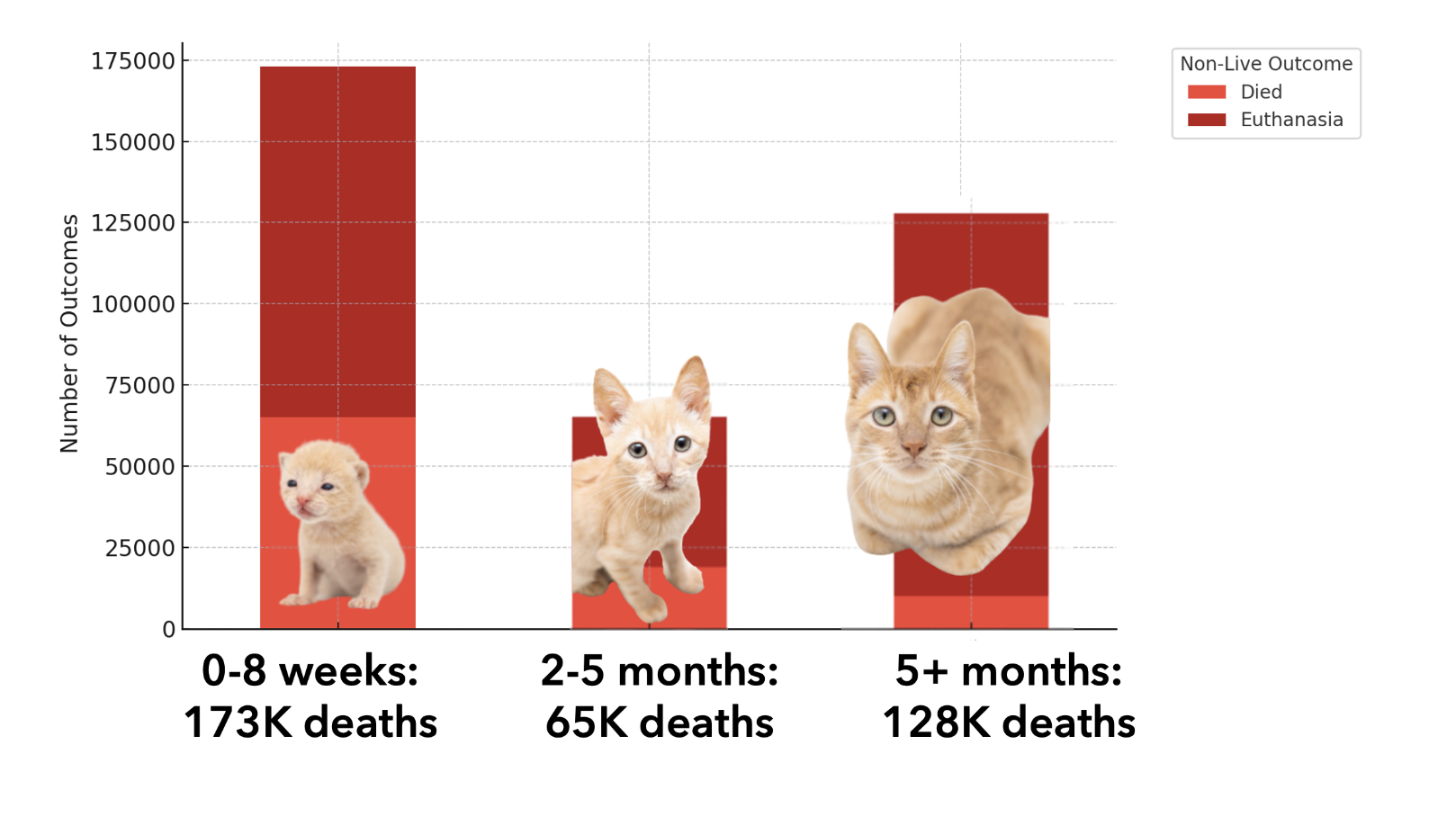 Kitten Statistics: What the Data Says About Kitten Welfare — Kitten Lady