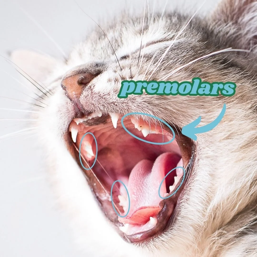 Weaning — Kitten Lady