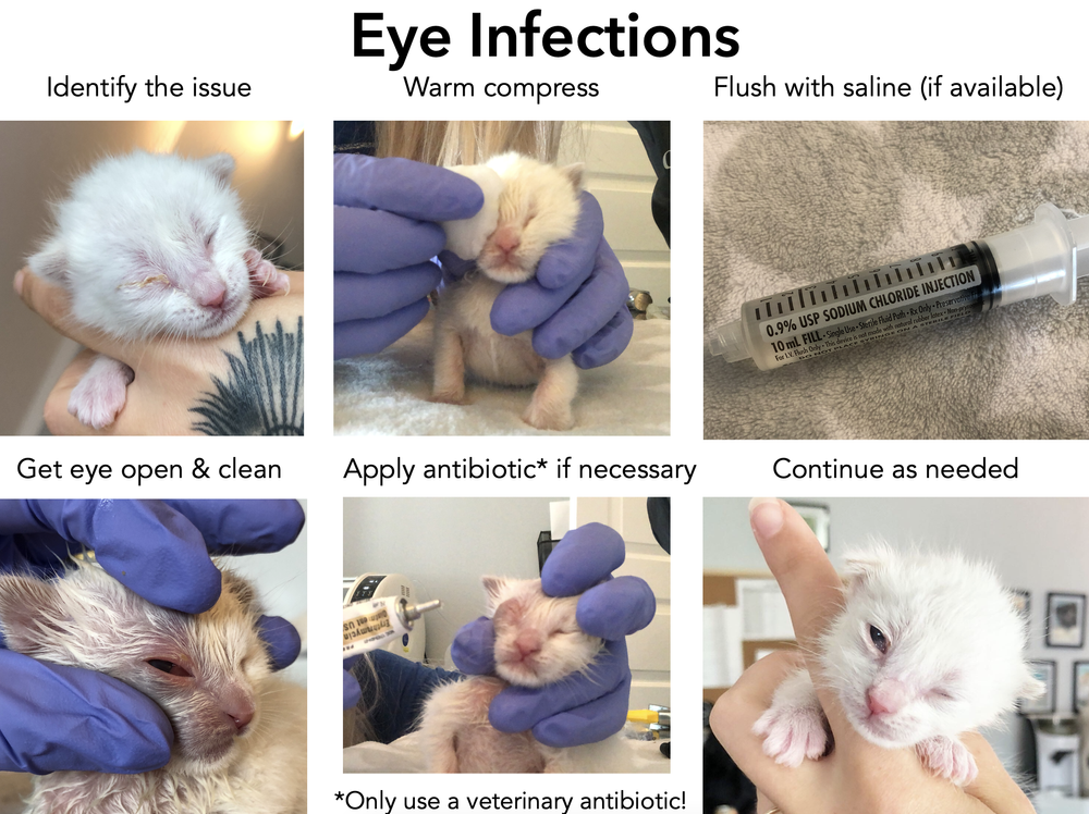 Helping Kittens with Eye Infections — Kitten Lady
