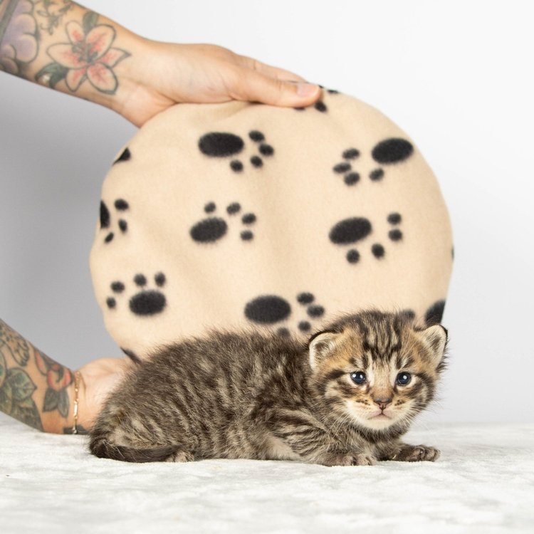 How to Use a Kitten Incubator — Kitten Lady
