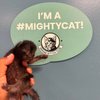 Caring for Cleft Palate Kittens — Kitten Lady