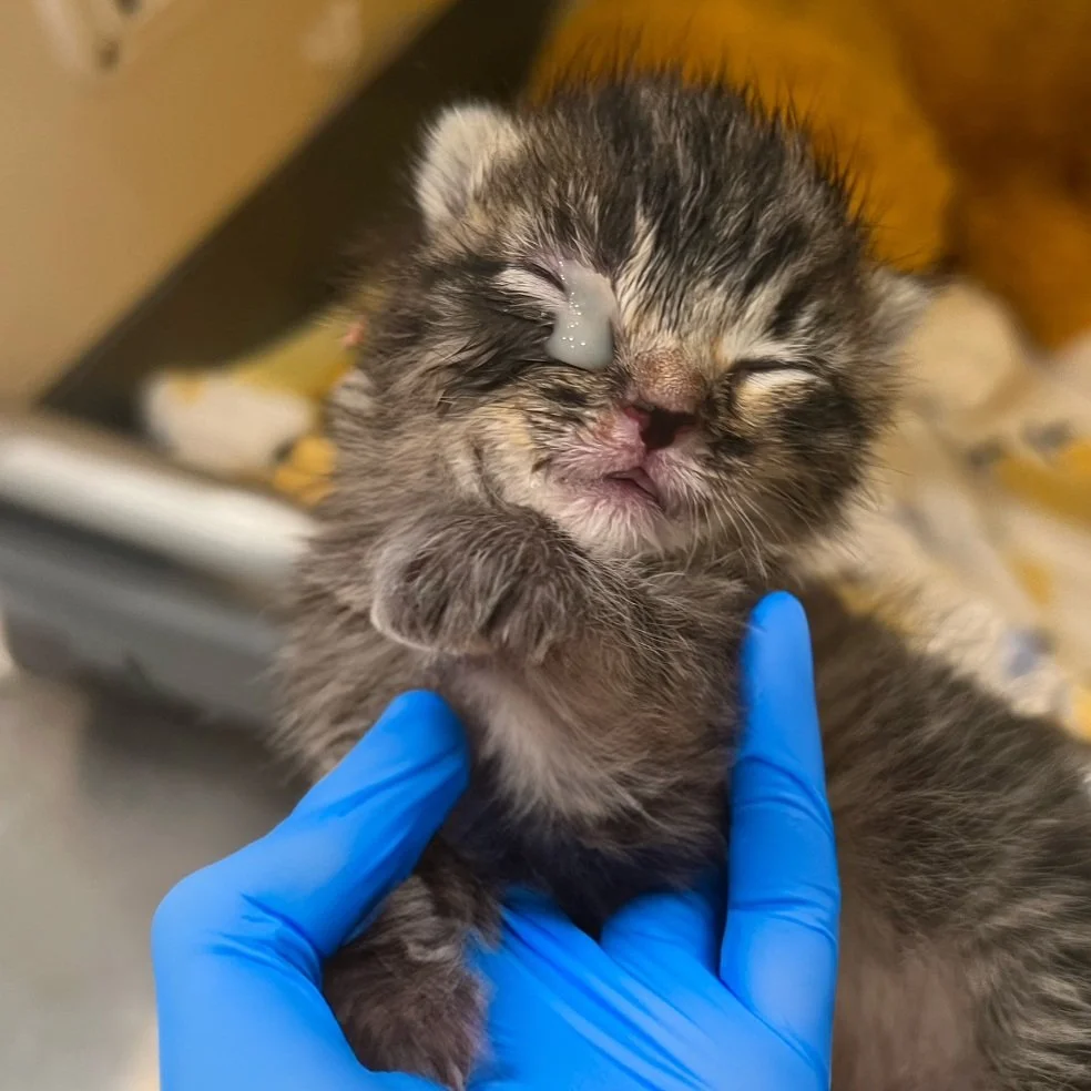 Helping Kittens with Eye Infections — Kitten Lady