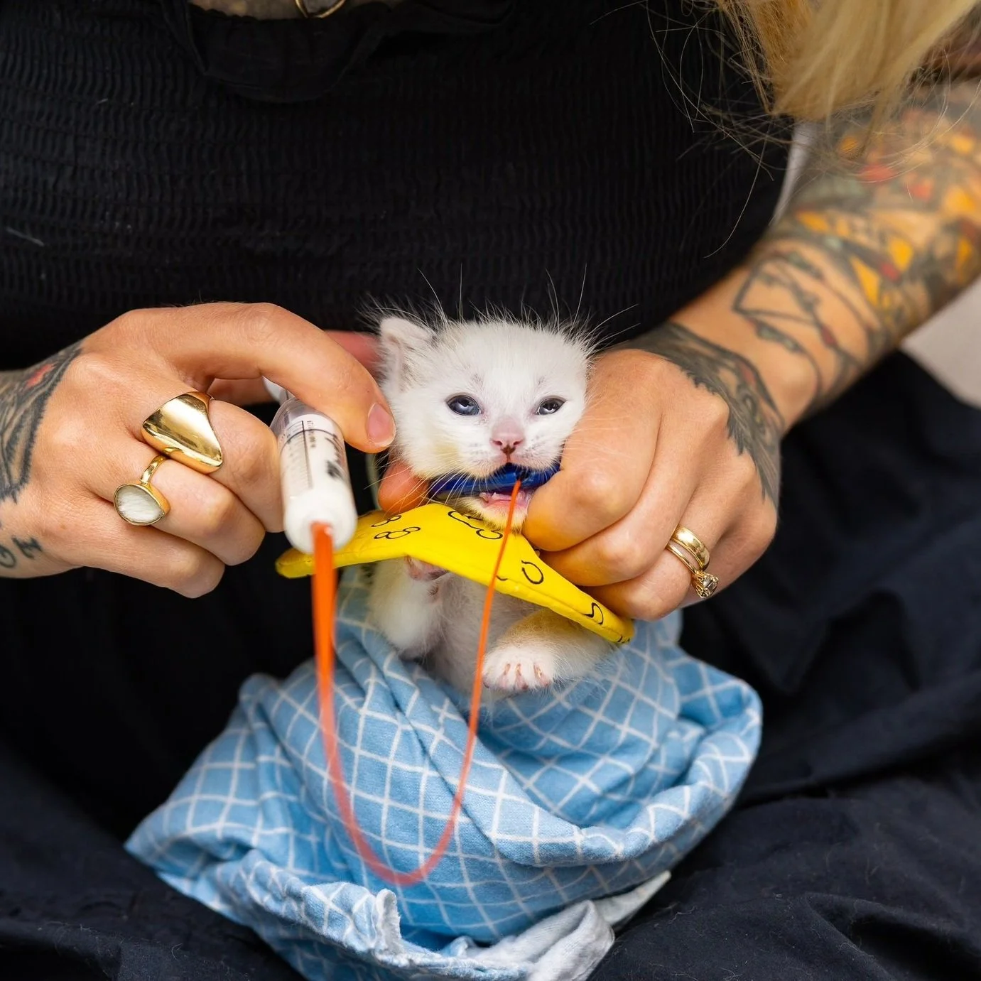 Caring for Cleft Palate Kittens — Kitten Lady
