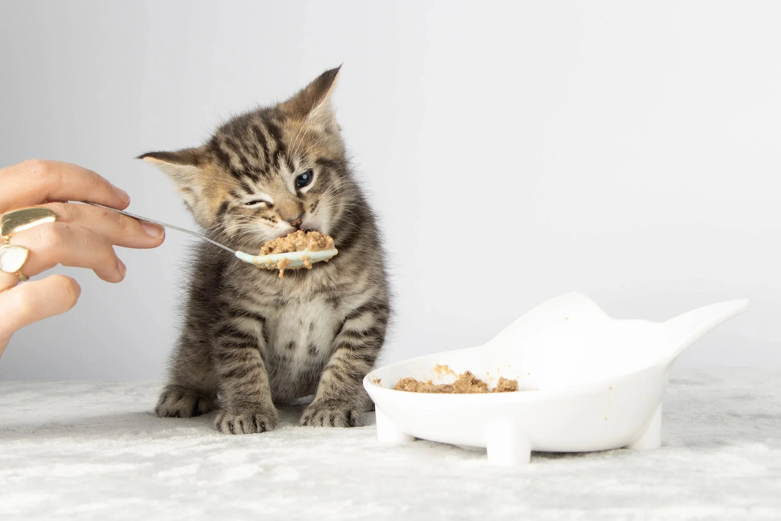 Weaning — Kitten Lady