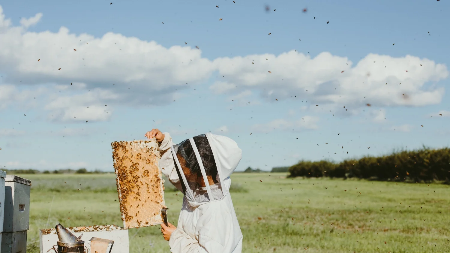 Three Foragers Bee Co. Canadian Raw And Creamed Honey