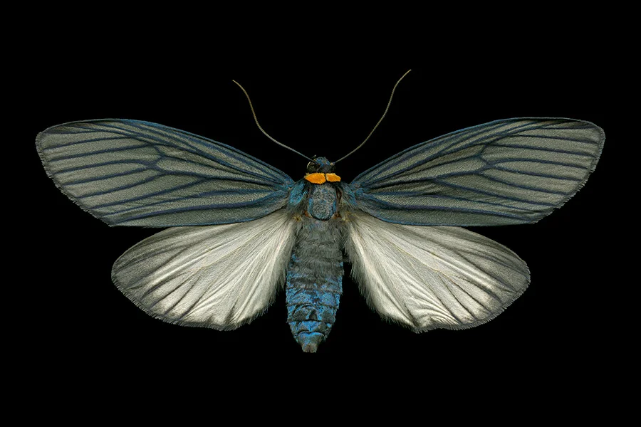 Gallery — Blue Lotus Gallery