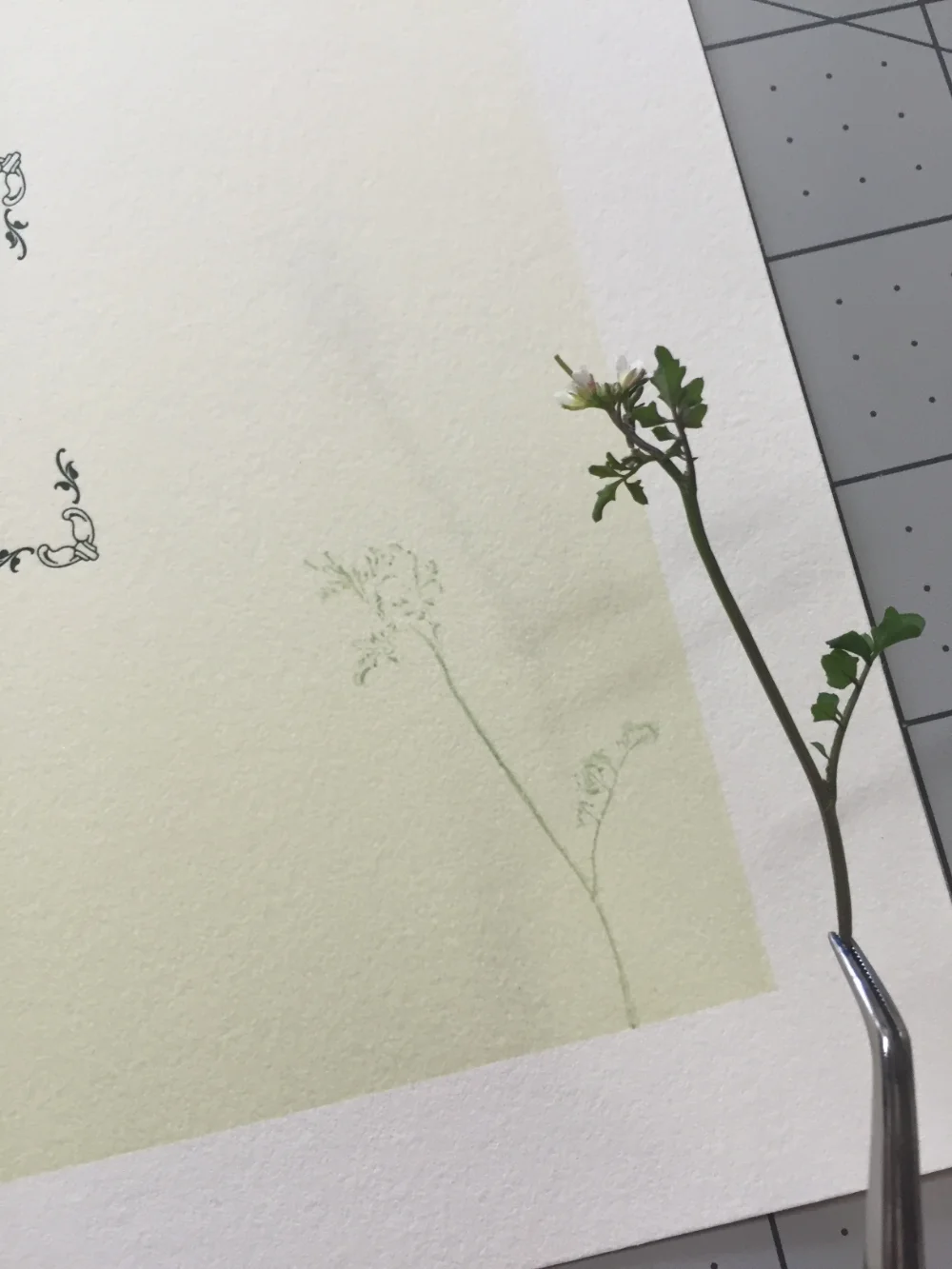 Printing With Plants — St Brigid Press