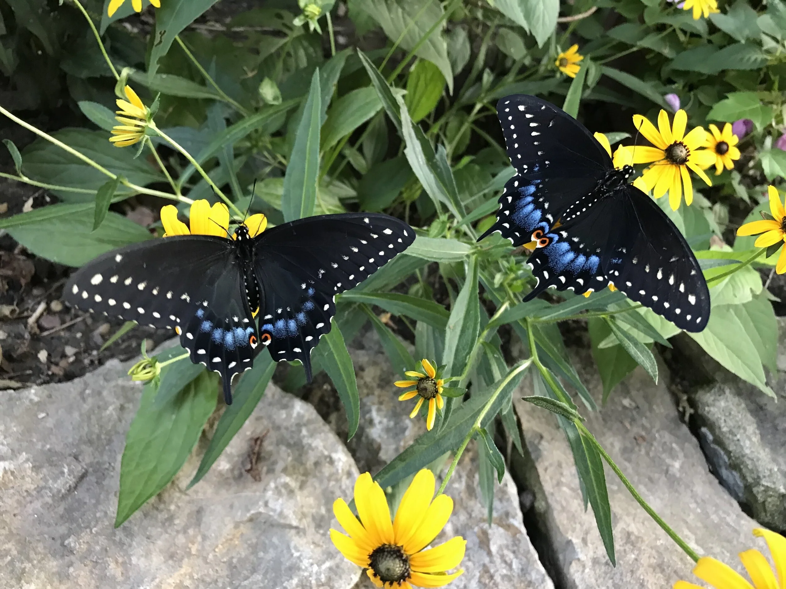Blog — Sunday Afternoon Housewife