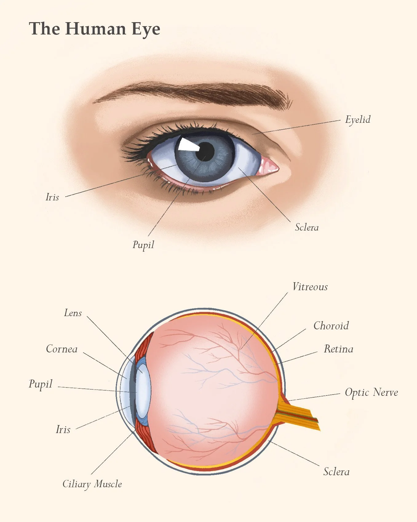 Meredith Jones Illustration