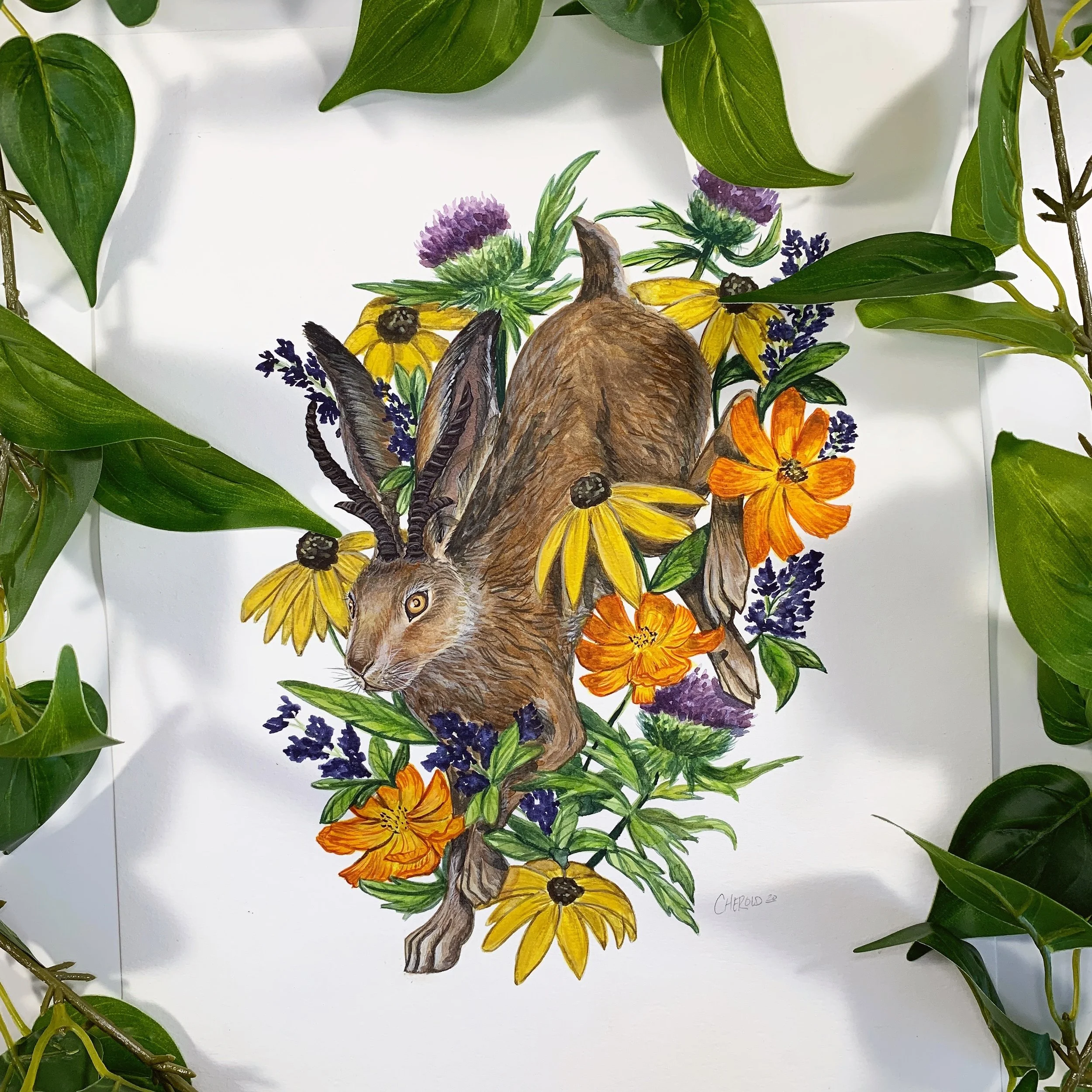 Catherine Herold | Illustration & Design | catherold.com