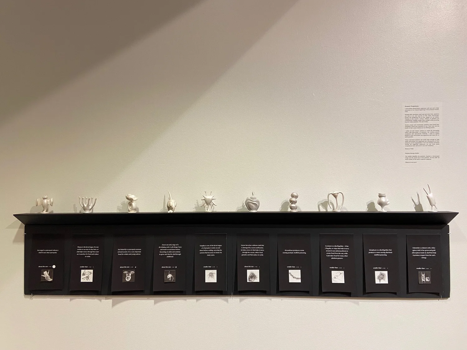Ocean Blog — Rebecca Welti