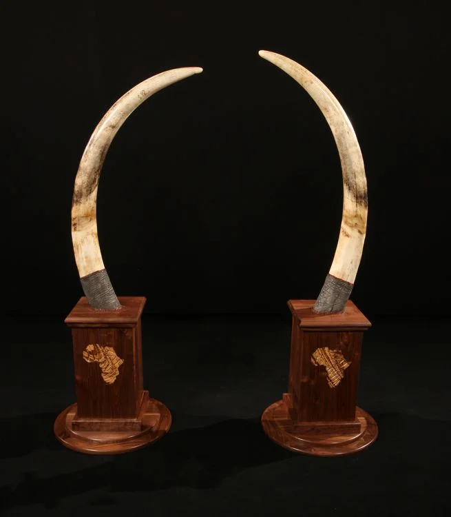The Wildlife Gallery Custom Taxidermy Studio - Elephant and Hippo Tusk ...