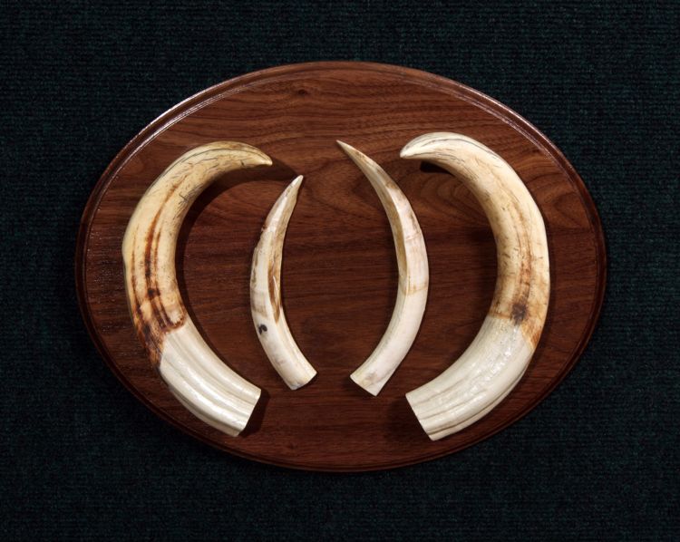 The Wildlife Gallery Custom Taxidermy Studio - Elephant and Hippo Tusk ...