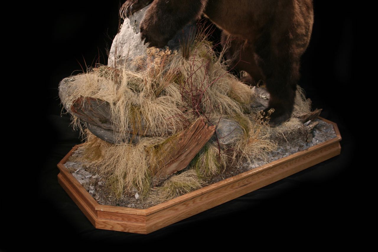 The Wildlife Gallery Custom Taxidermy Studio - Floor Base Woodwork ...