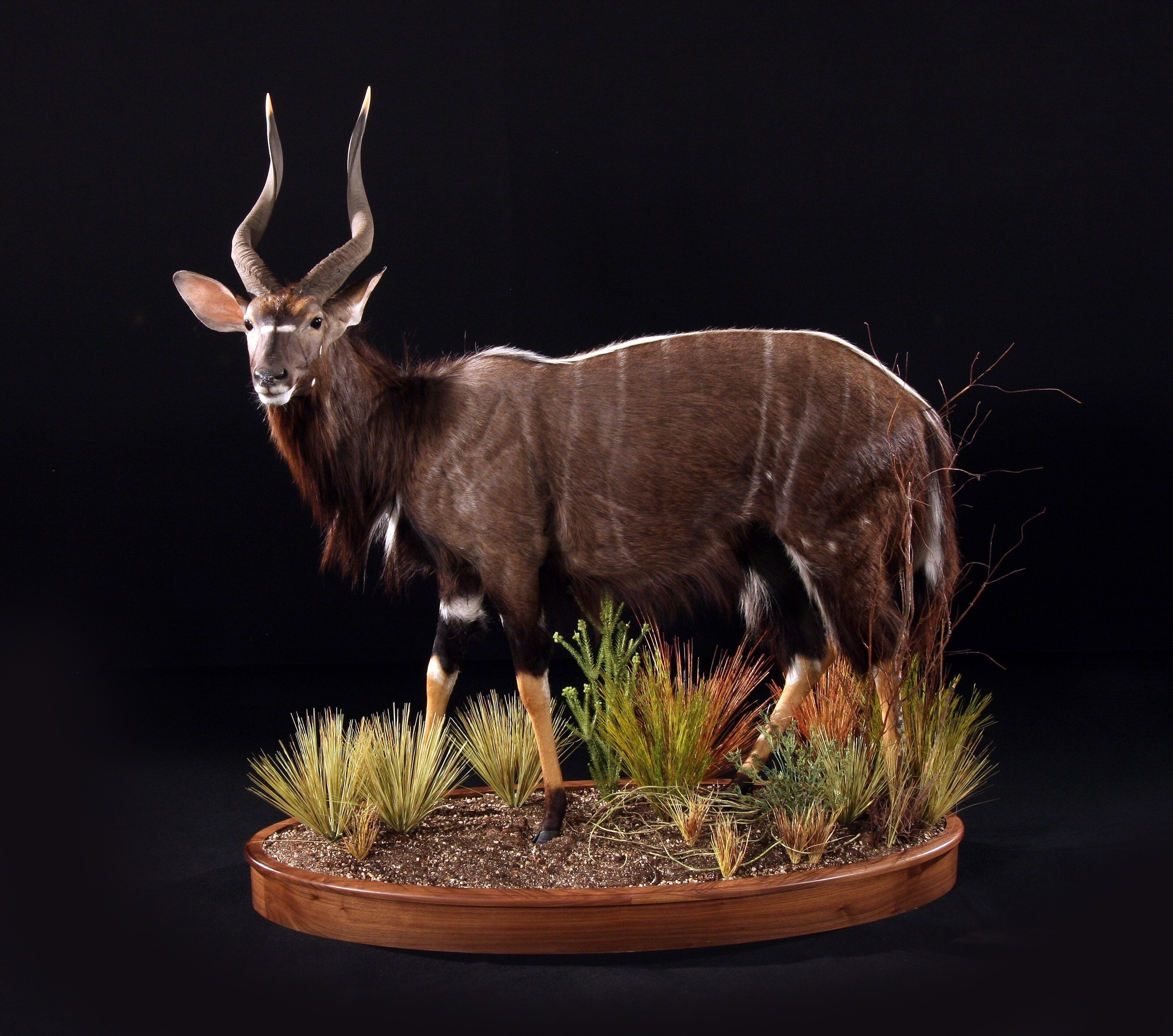 The Wildlife Gallery Custom Taxidermy Studio - African Taxidermy Photo ...