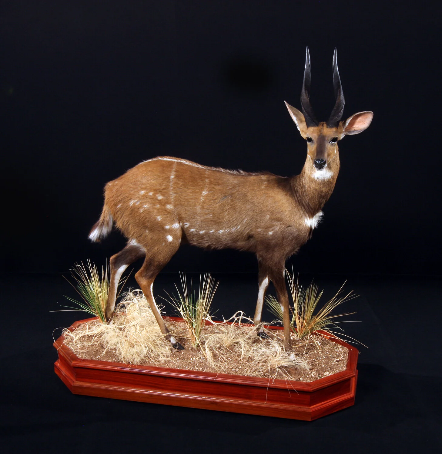 The Wildlife Gallery Custom Taxidermy Studio - Bushbuck Taxidermy ...