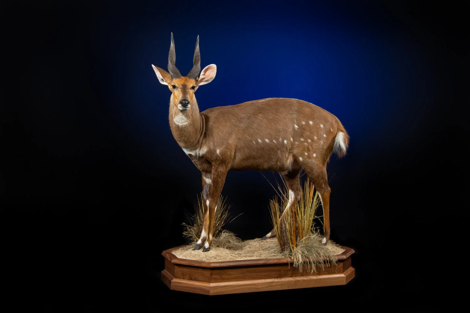 The Wildlife Gallery Custom Taxidermy Studio - Bushbuck Taxidermy ...
