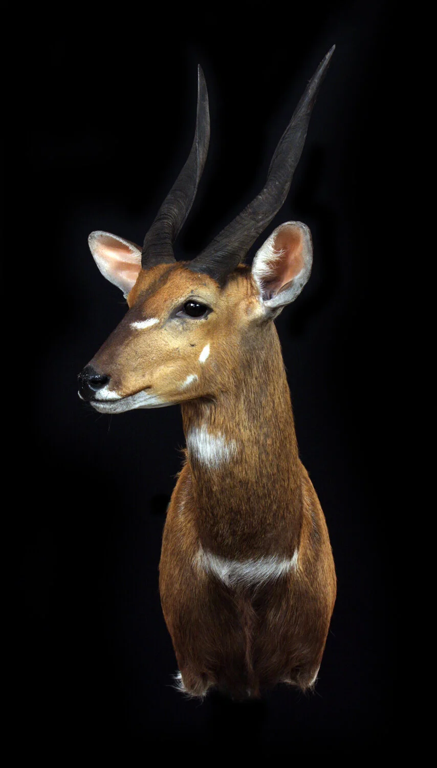 Bushbuck Mount