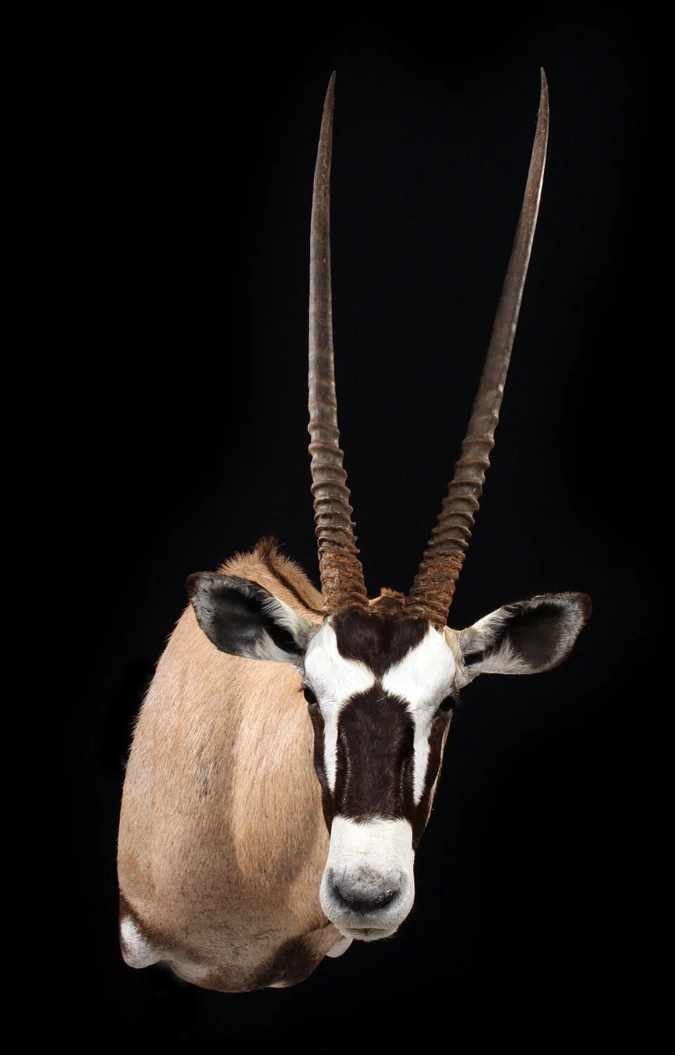 The Wildlife Gallery Custom Taxidermy Studio - Gemsbok/Oryx Taxidermy ...