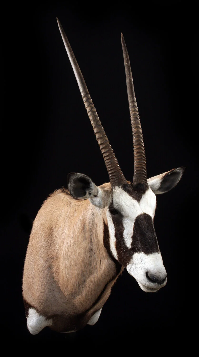 The Wildlife Gallery Custom Taxidermy Studio - Gemsbok/Oryx Taxidermy ...