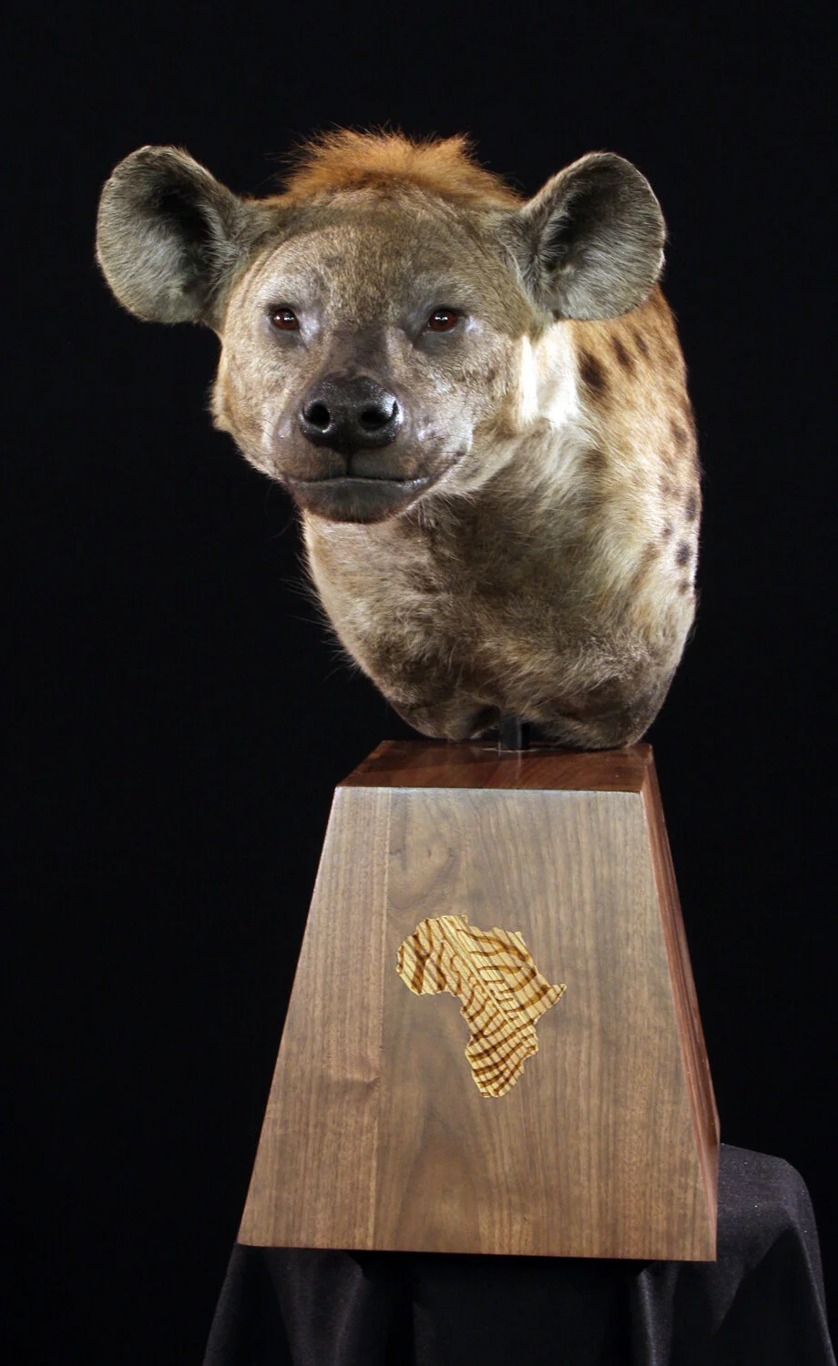 The Wildlife Gallery Custom Taxidermy Studio - Hyena Taxidermy Photos ...