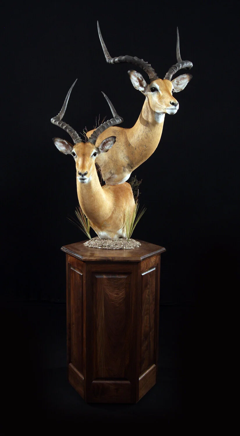 The Wildlife Gallery Custom Taxidermy Studio - Impala Taxidermy Photos ...