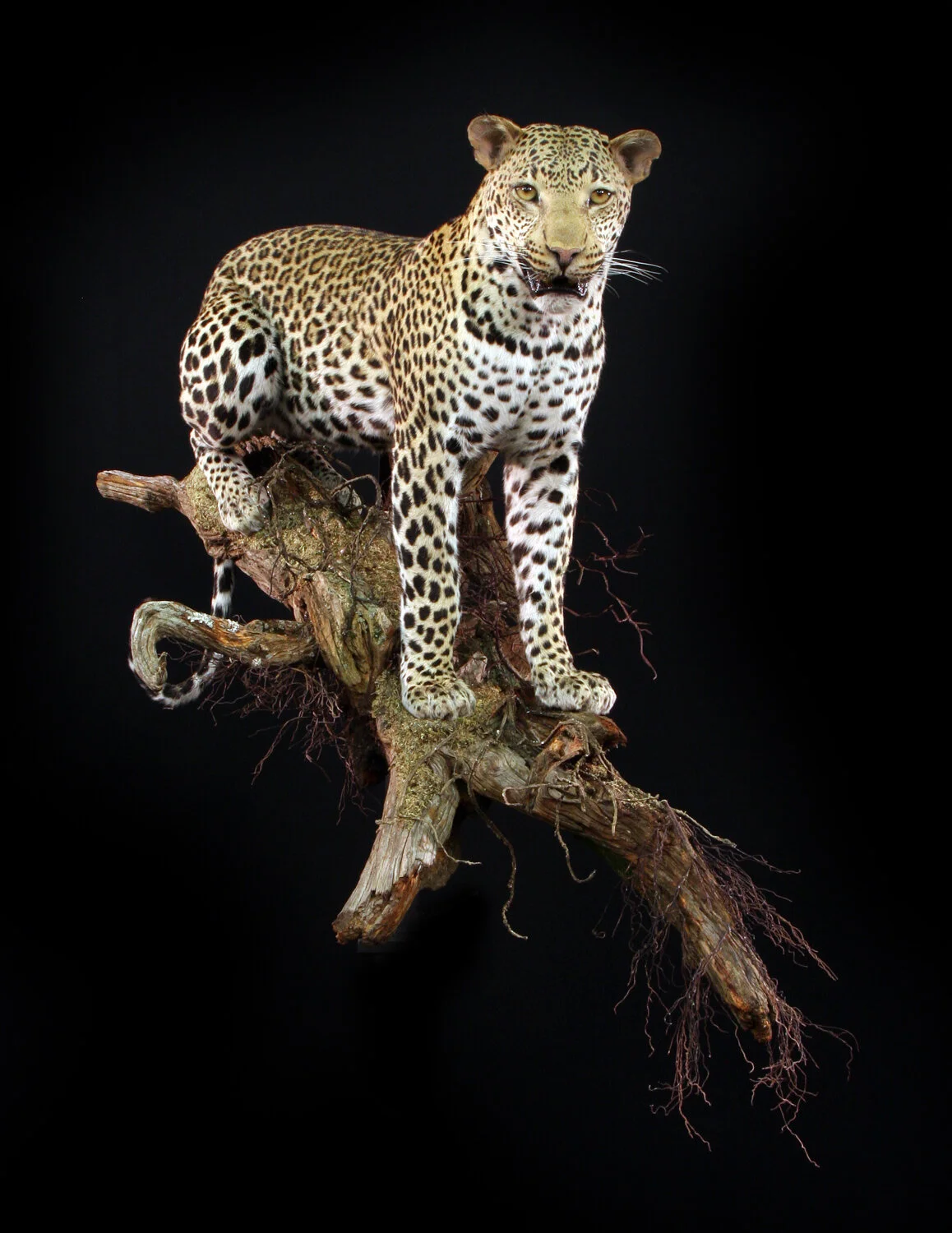 The Wildlife Gallery Custom Taxidermy Studio - Leopard Taxidermy Photos ...