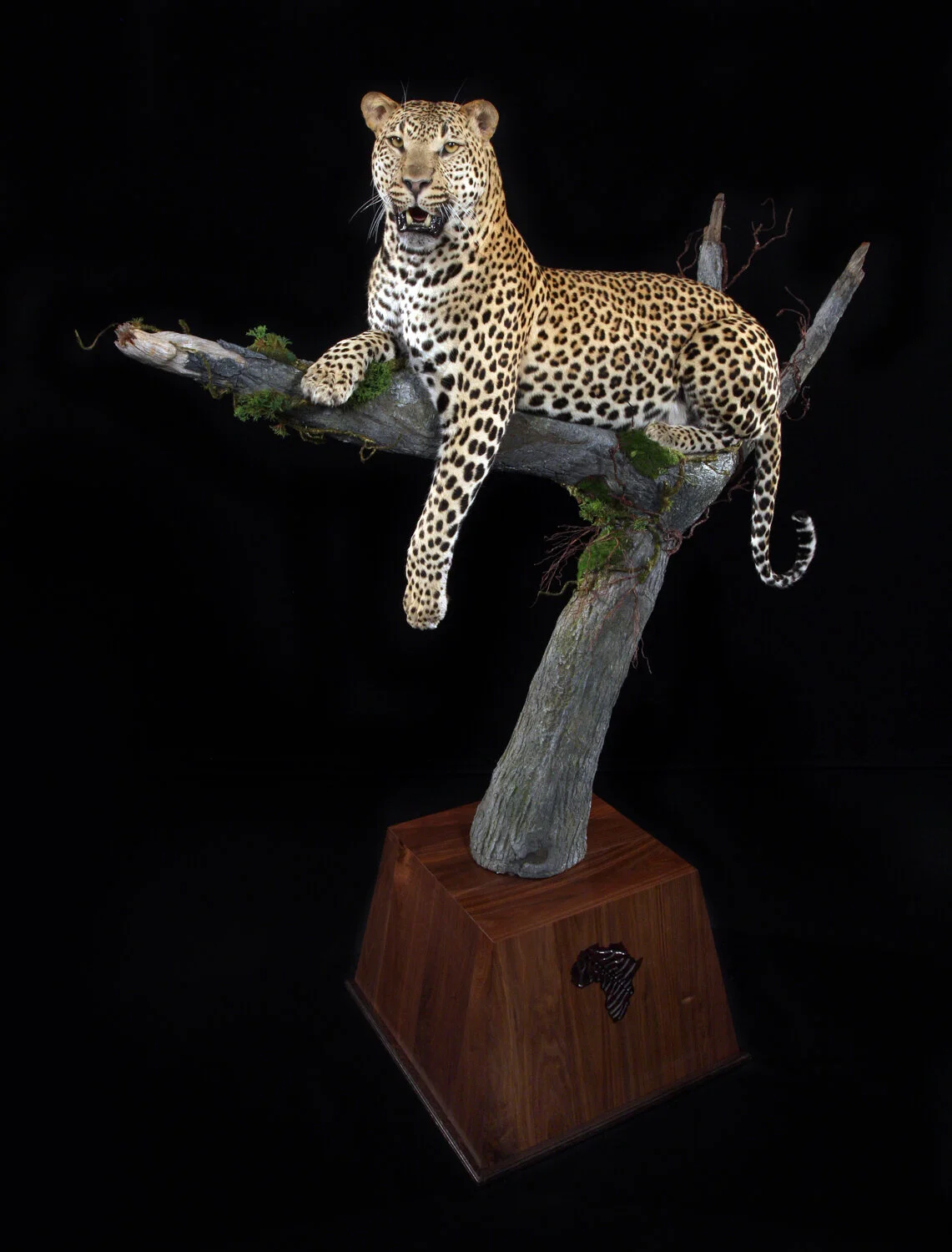 The Wildlife Gallery Custom Taxidermy Studio - Leopard Taxidermy Photos ...