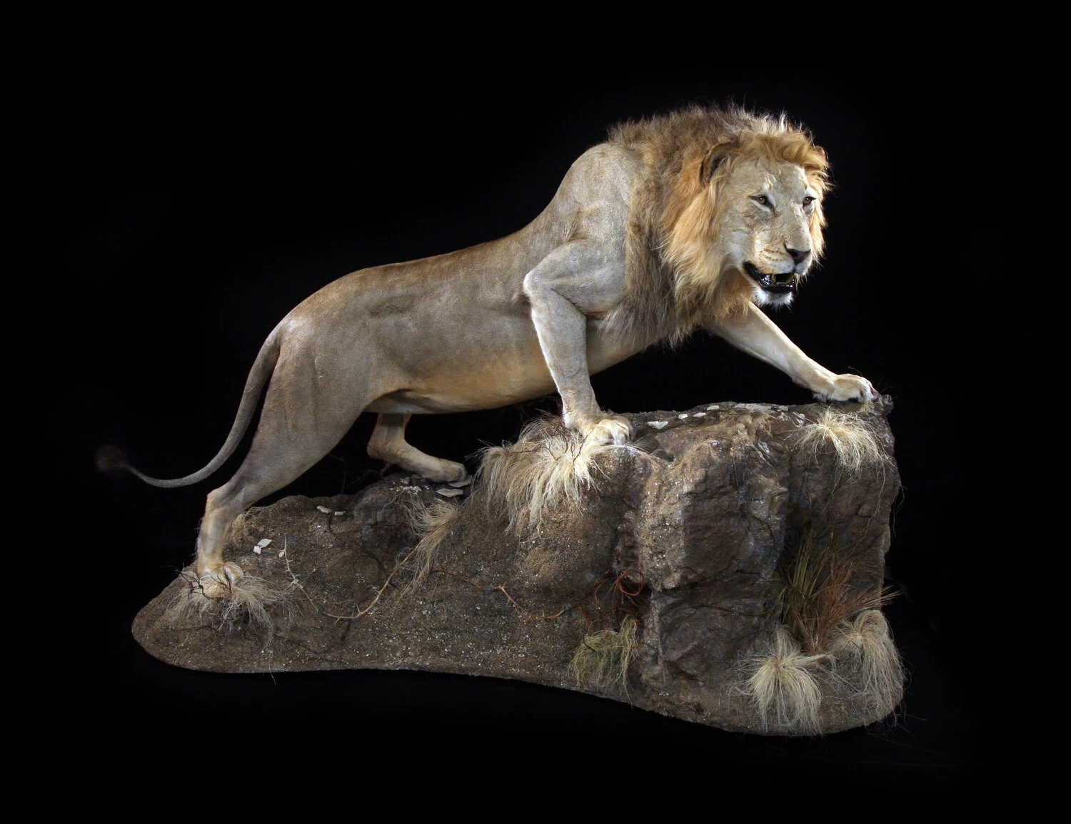 The Wildlife Gallery Custom Taxidermy Studio - Lion Taxidermy Photos ...