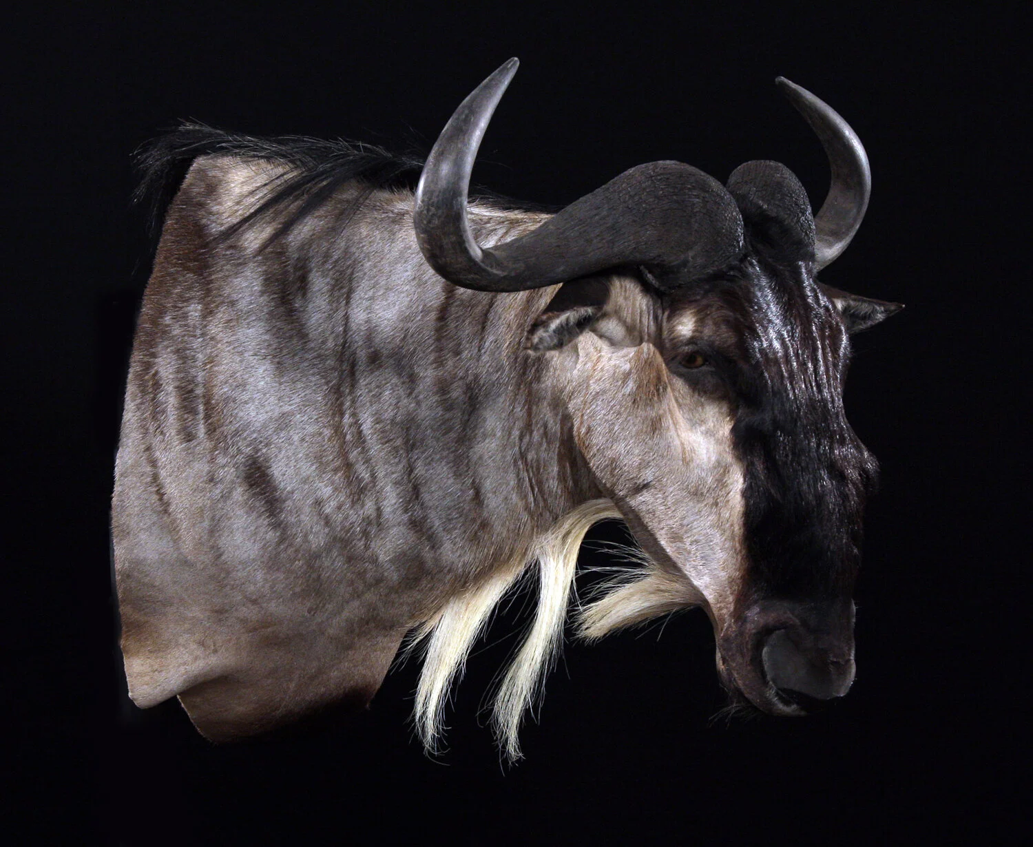 The Wildlife Gallery Custom Taxidermy Studio - Wildebeest Taxidermy ...