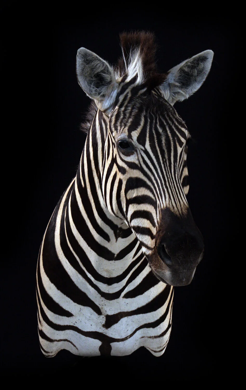 The Wildlife Gallery Custom Taxidermy Studio - Zebra Taxidermy Photos ...