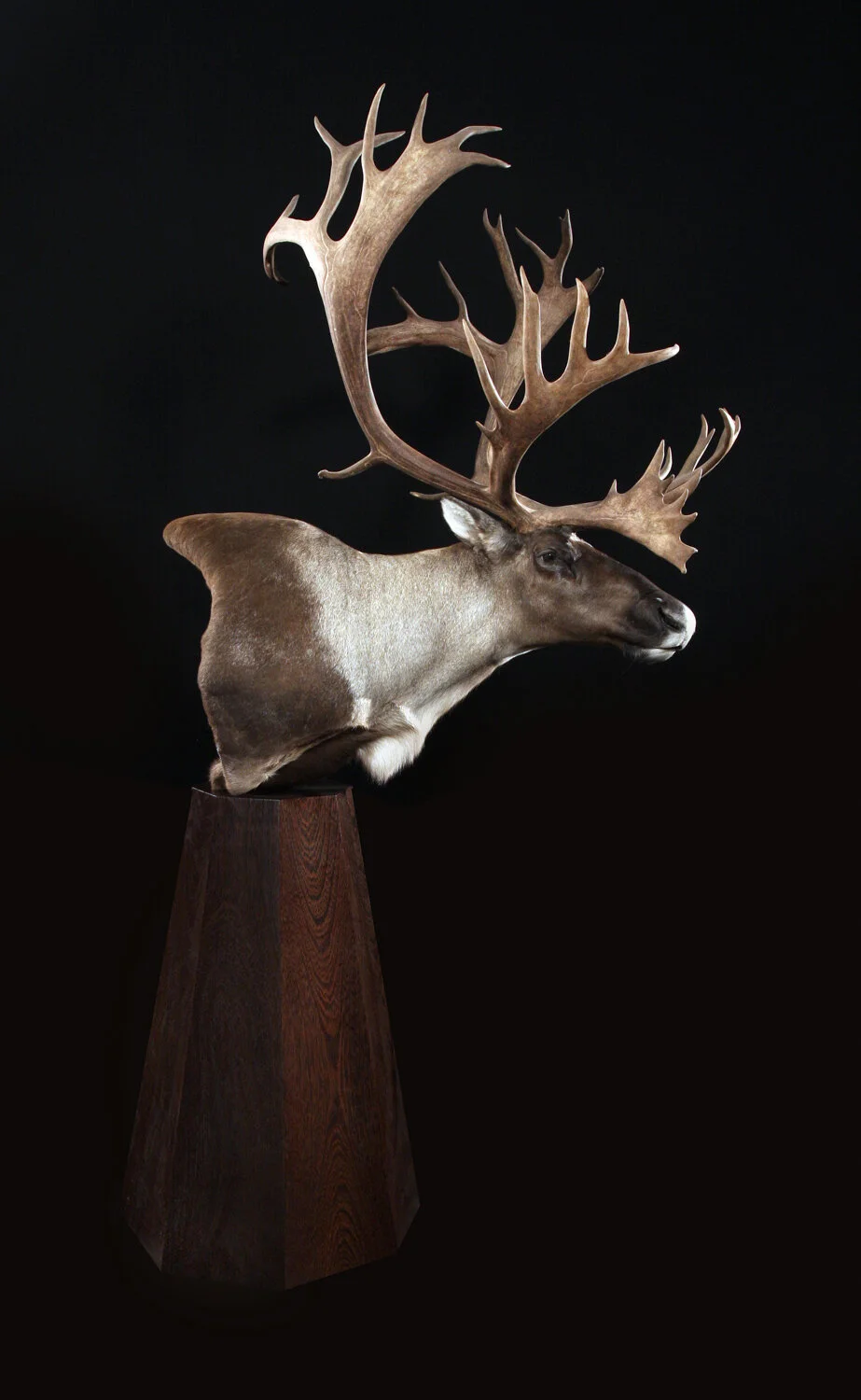 The Wildlife Gallery Custom Taxidermy Studio - Caribou Taxidermy Photos ...