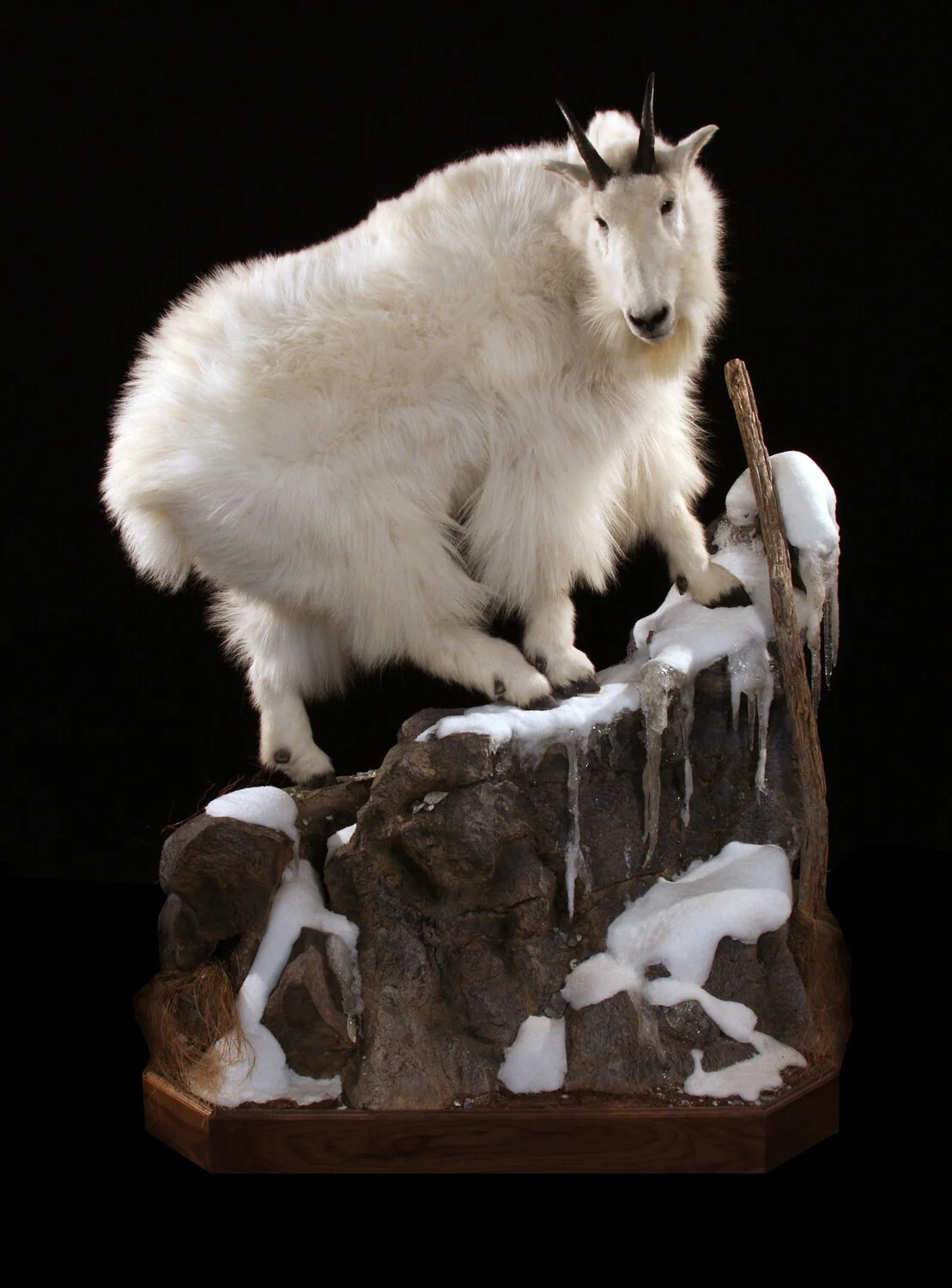 The Wildlife Gallery Custom Taxidermy Studio - Mountain Goat Taxidermy ...