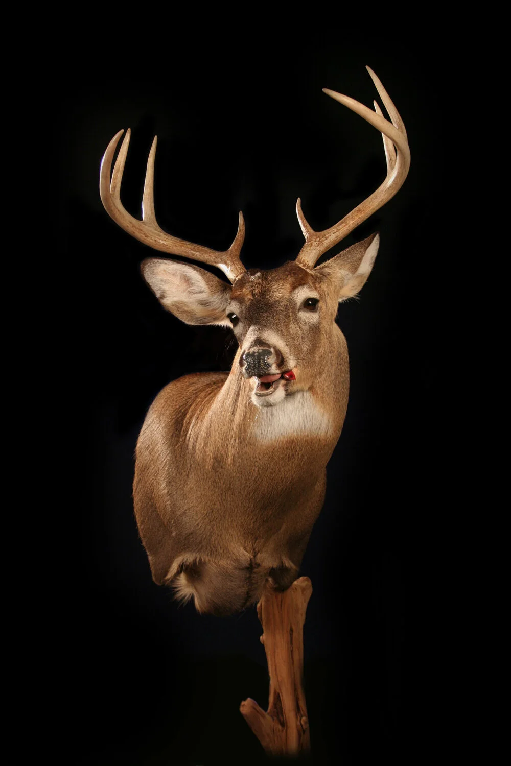 The Wildlife Gallery Custom Taxidermy Studio - Whitetail Deer Taxidermy ...