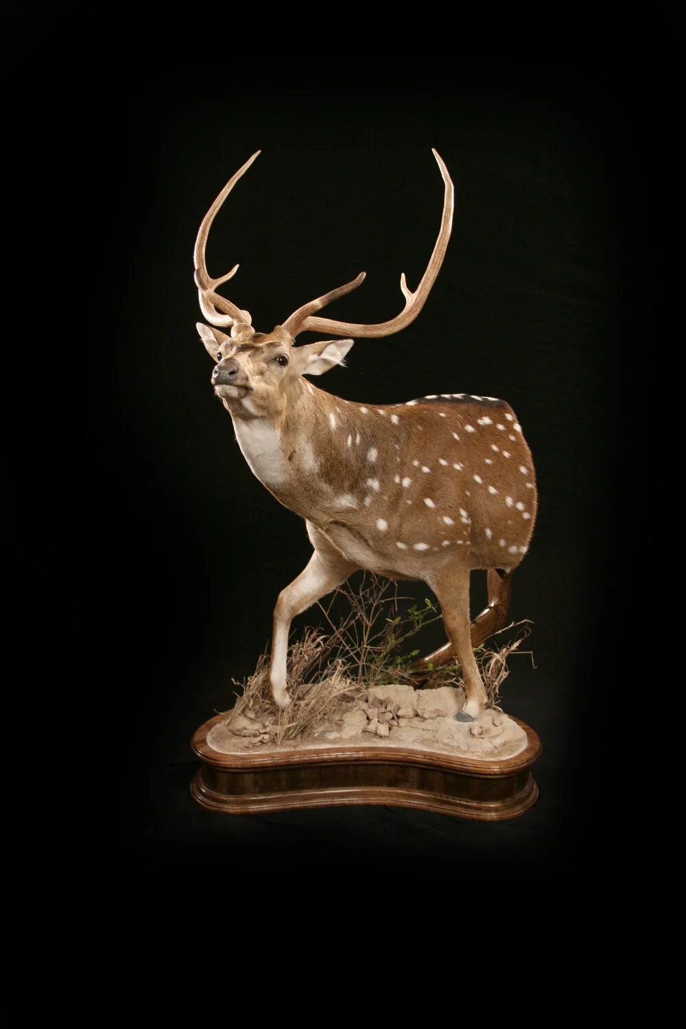 The Wildlife Gallery Custom Taxidermy Studio - Axis Taxidermy Photos ...