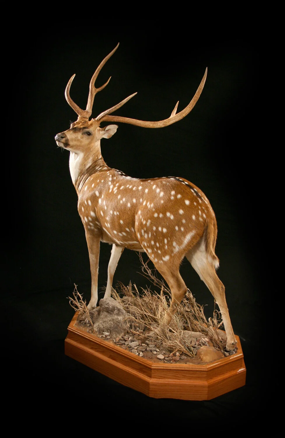 The Wildlife Gallery Custom Taxidermy Studio - Axis Taxidermy Photos ...