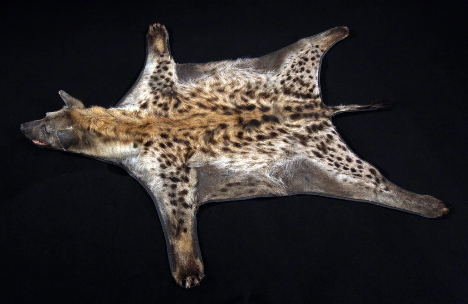 The Wildlife Gallery Custom Taxidermy Studio - Rug Taxidermy Photos ...