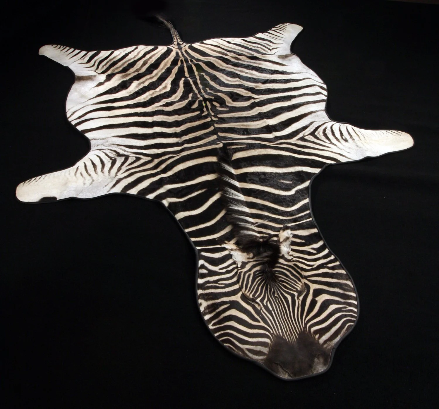 The Wildlife Gallery Custom Taxidermy Studio - Rug Taxidermy Photos ...