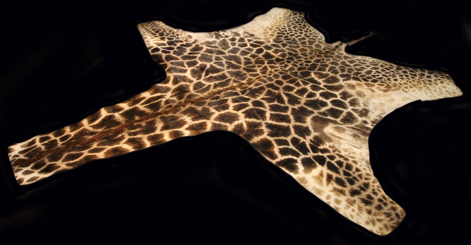 The Wildlife Gallery Custom Taxidermy Studio - Rug Taxidermy Photos ...